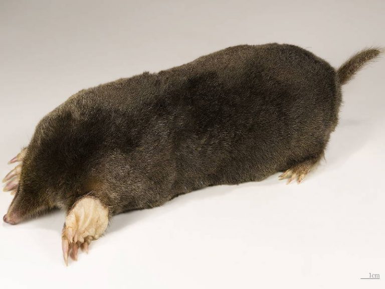 Zwierzęta żyjące w Polsce - Morindia